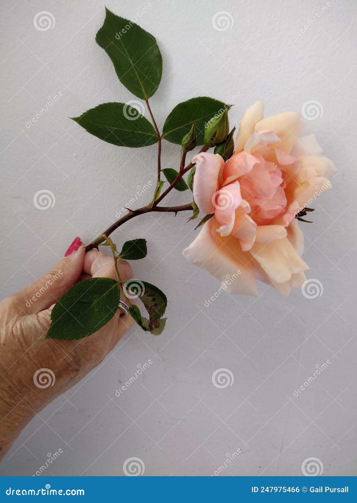 Rosa en la mano foto de archivo. Imagen de mano, planta - 247975466