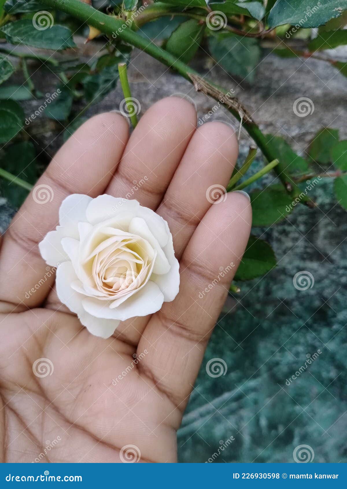 Rosa en la mano foto de archivo. Imagen de amarillo - 226930598