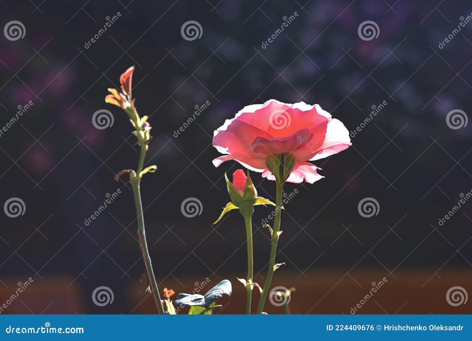 Rosa Rosa En Los Rayos De La Luz Del Sol Foto de archivo - Imagen de ...