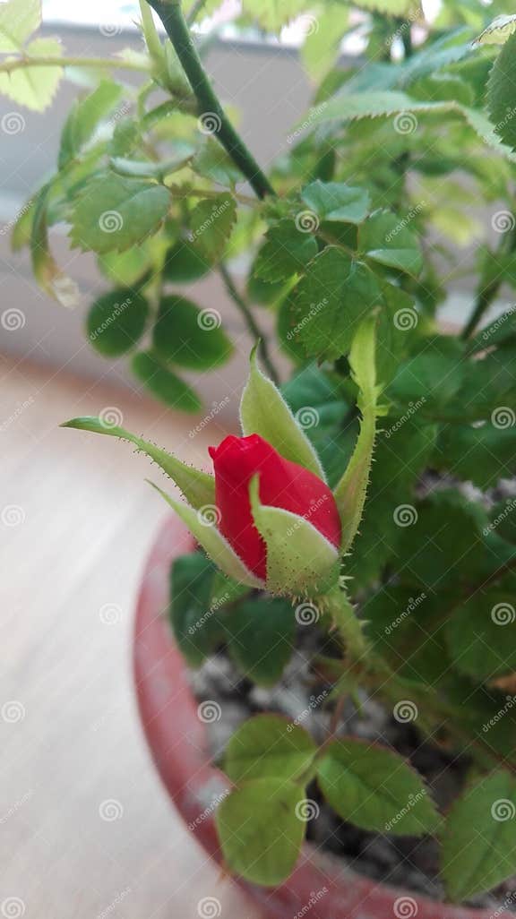 Rosa, first flower stock image. Image of garden, home - 178588487