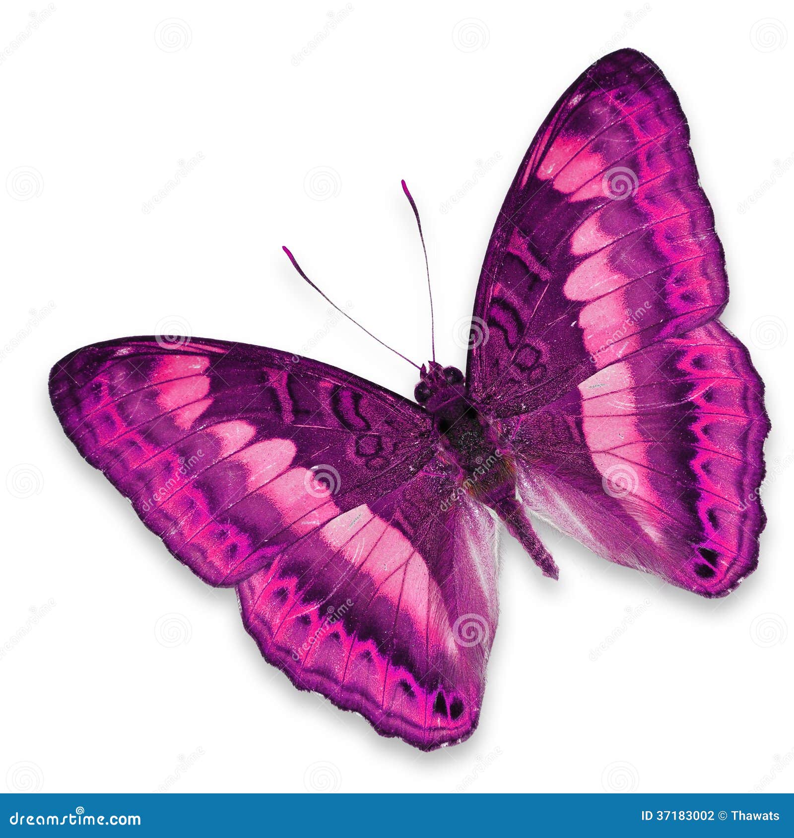 Rosa fjäril arkivfoto. Bild av härlig, skönhet, prickigt - 37183002