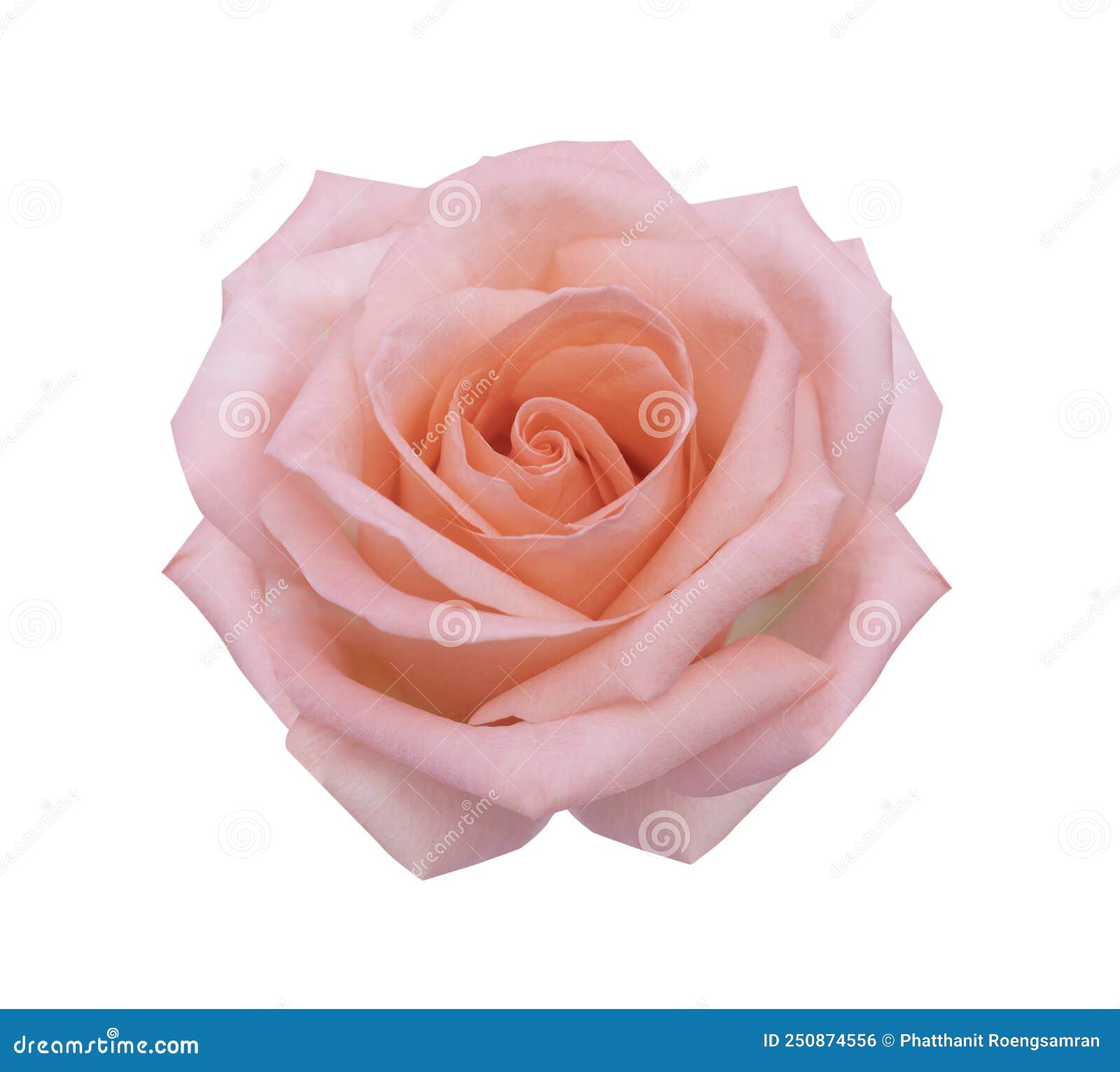 Rosa Rosa Rosa Flor Fechada Para Fundo E Forma Horizontal De Foco Macio ...