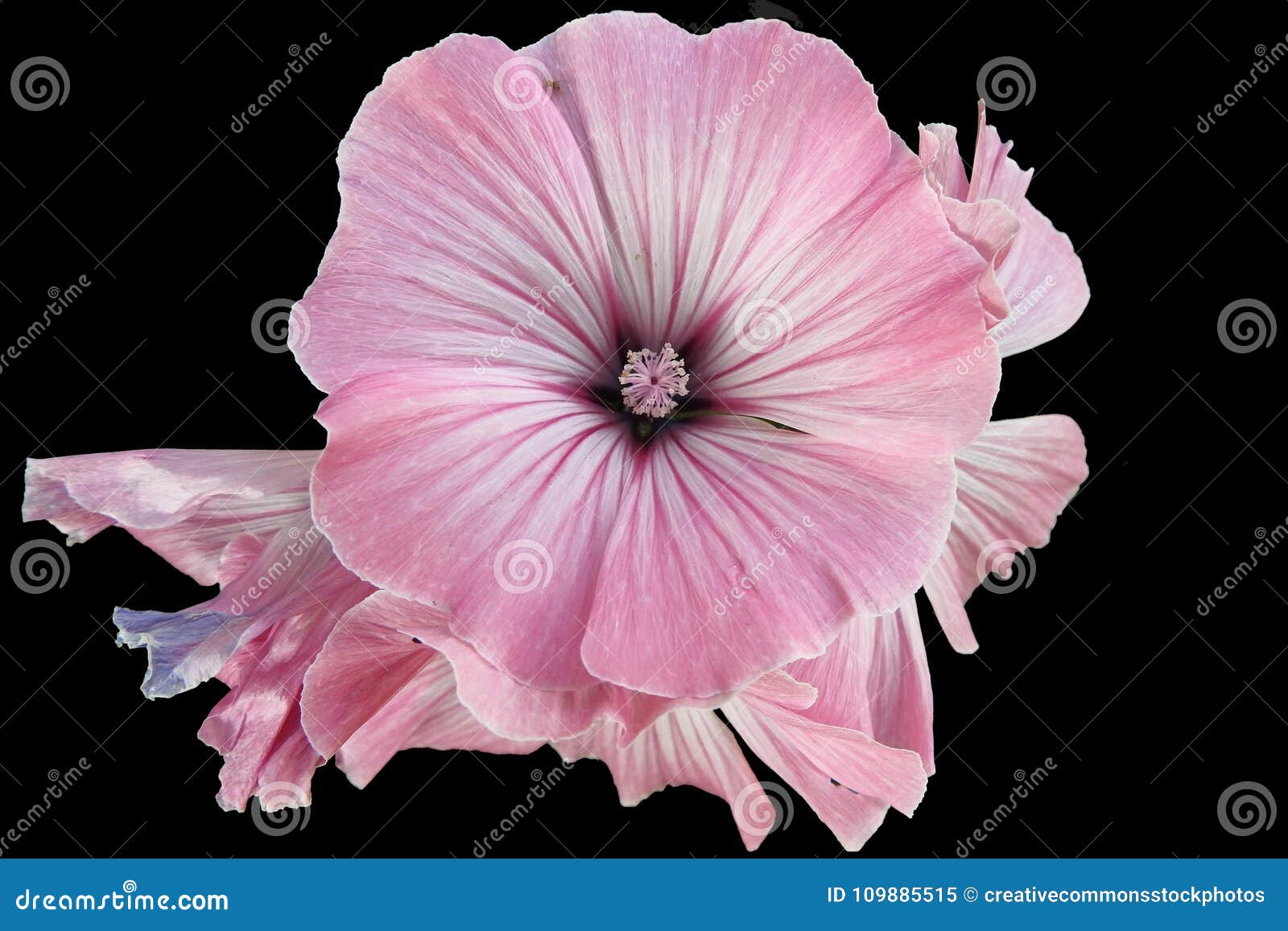 Rosa Floral Flower Bild. Bild: 109885515