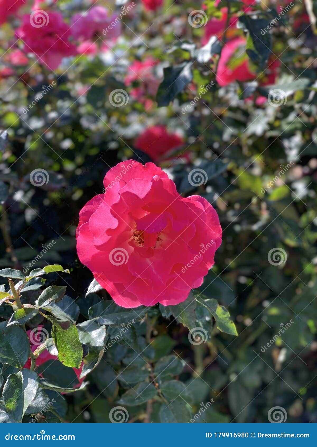 Rosa flower stock photo. Image of alive, rosa, flower - 179916980