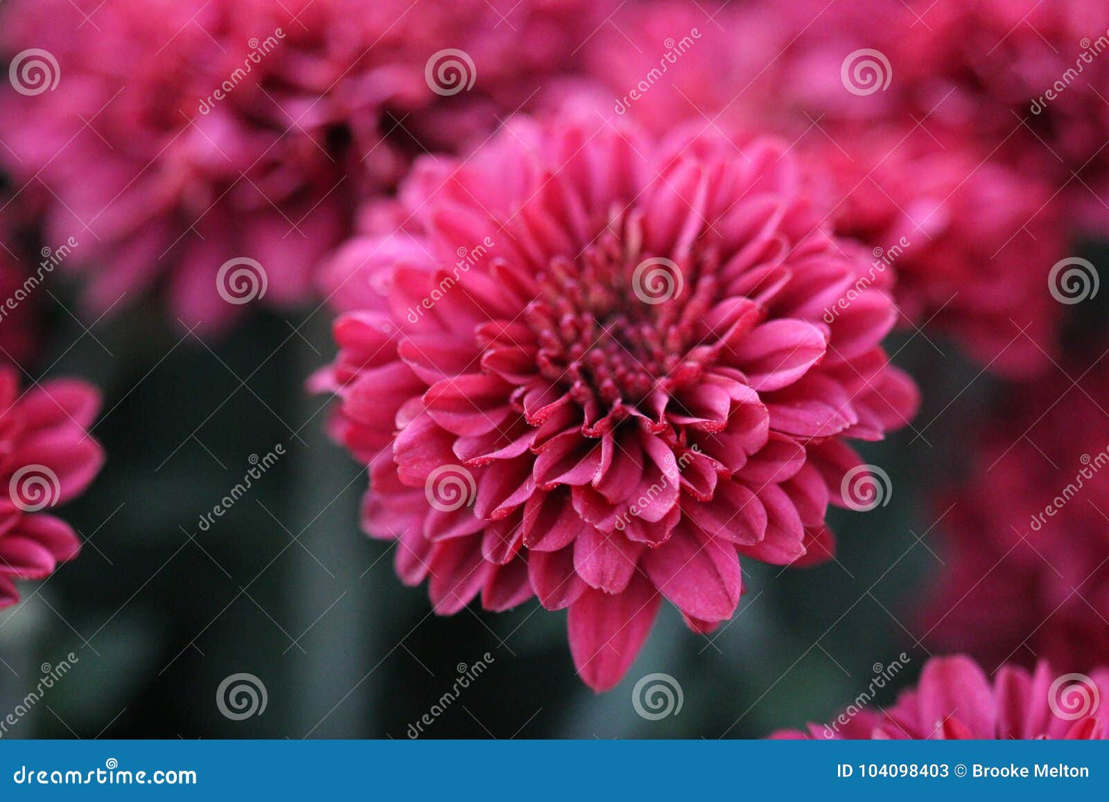 Rosa/fundo Pequeno Roxo Do Macro Da Flor Do Mum Imagem de Stock ...