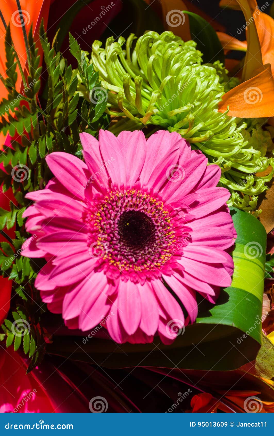 Rosa Gerbera stockbild. Bild von grün, frisch, blüte - 95013609