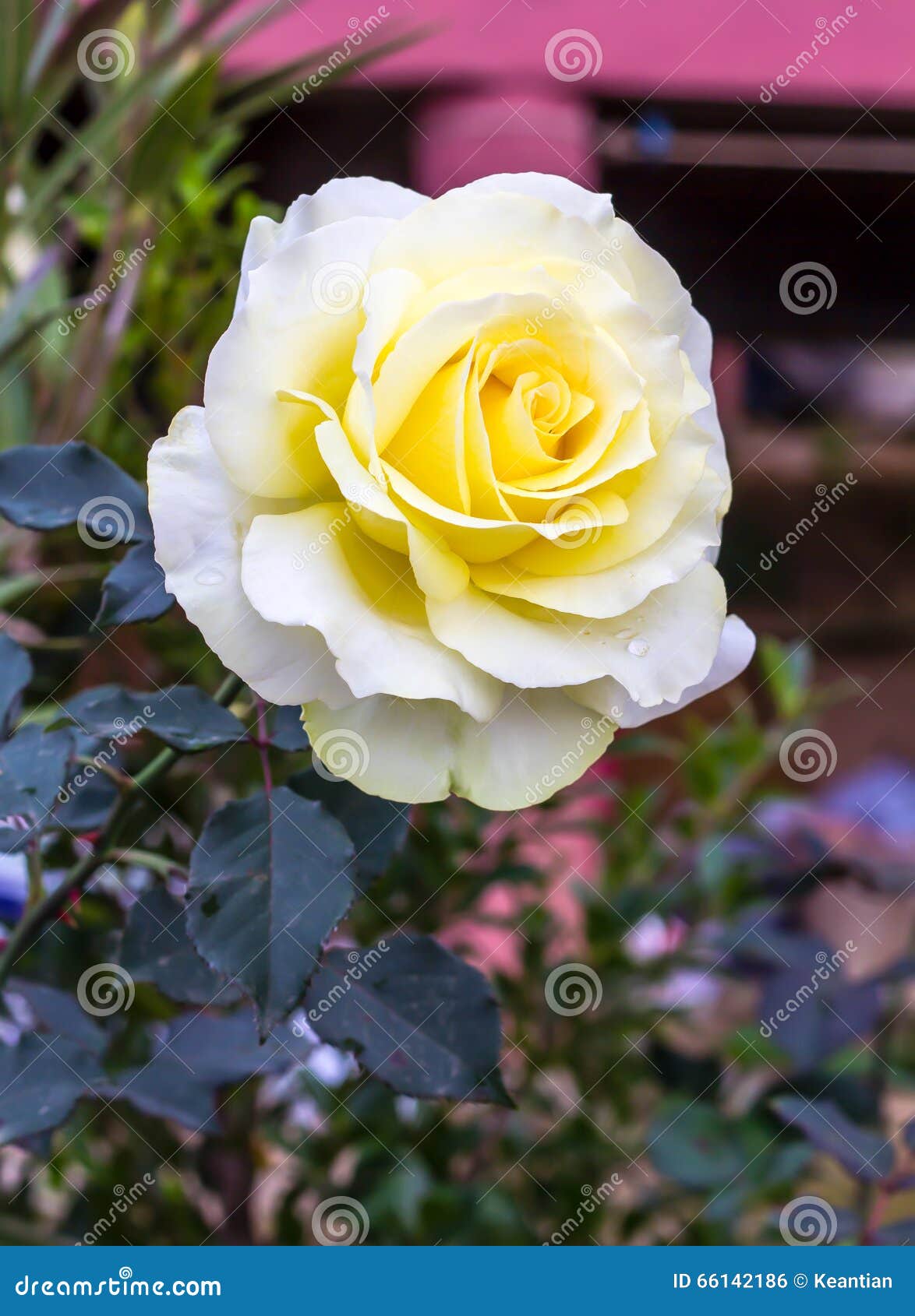 Rosa gialla e bianca fotografia stock. Immagine di aperto - 66142186