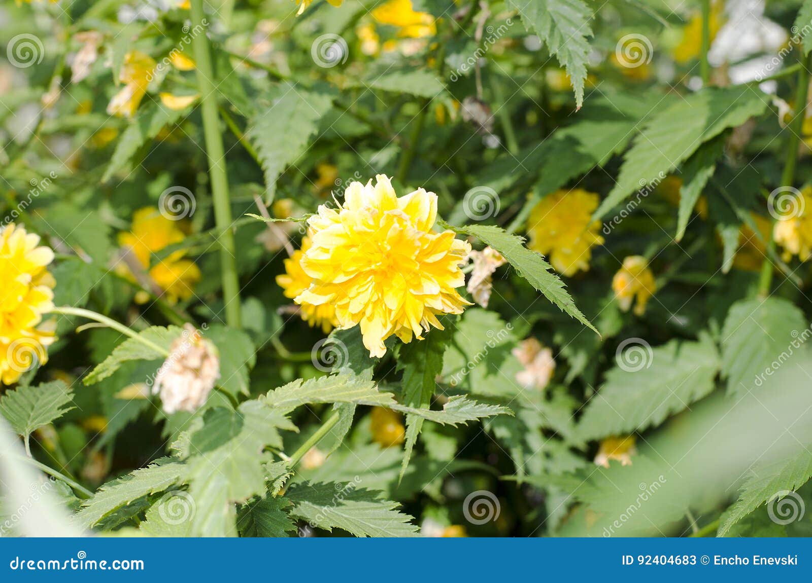 Rosa Gialla Su Un Cespuglio in Un Giardino Immagine Stock - Immagine di ...
