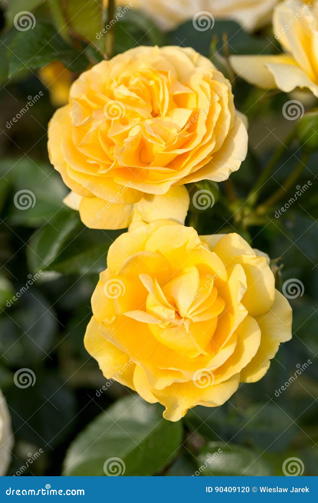 Rosa Gialla Sul Ramo Nel Giardino Fotografia Stock - Immagine di ...