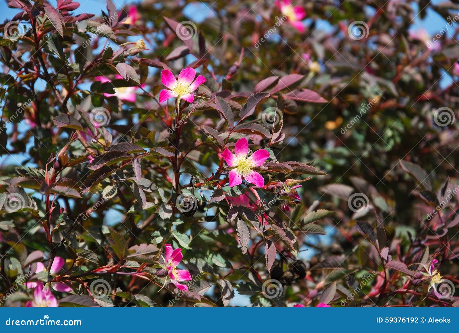 Rosa glauca stock photo. Image of stamens, glauca, resistant - 59376192