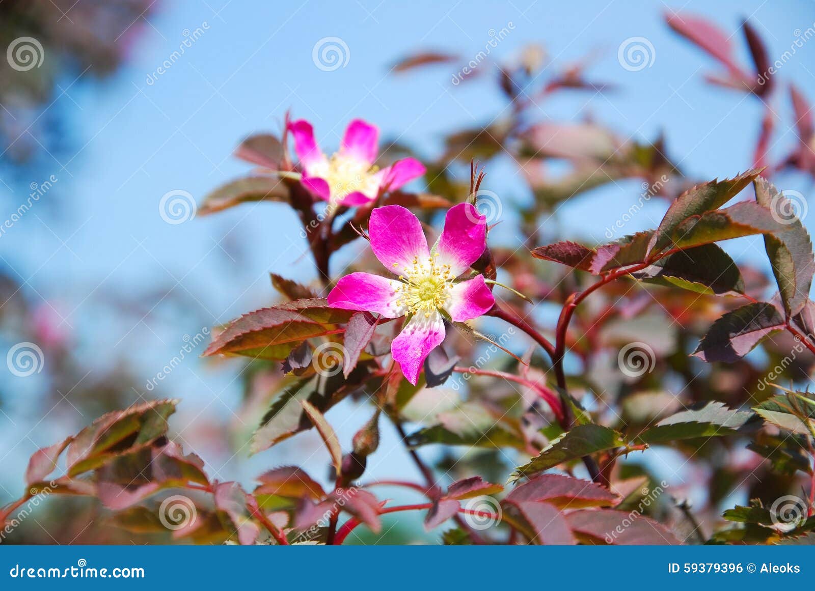 Rosa glauca stock photo. Image of stamens, nature, inflorescence - 59379396