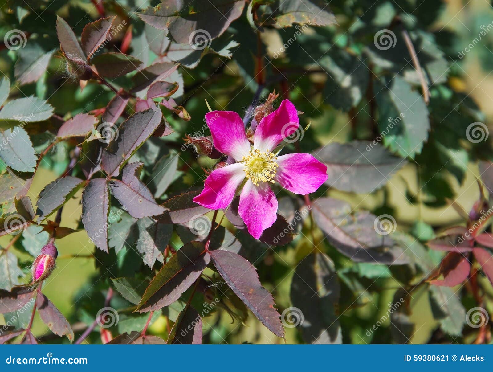 Rosa glauca stock image. Image of spring, flower, rose - 59380621