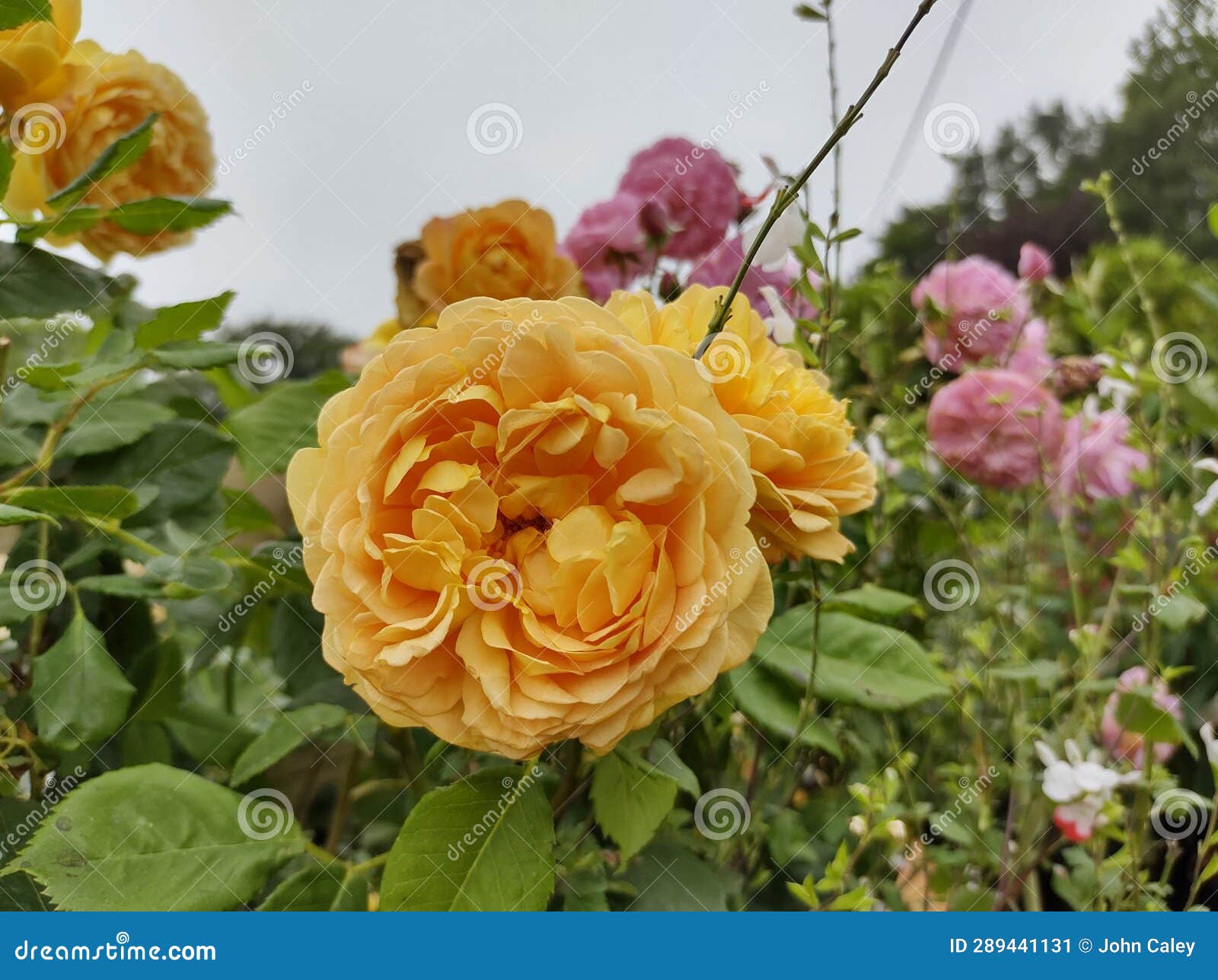 Rosa Golden Celebration stock image. Image of celebration - 289441131