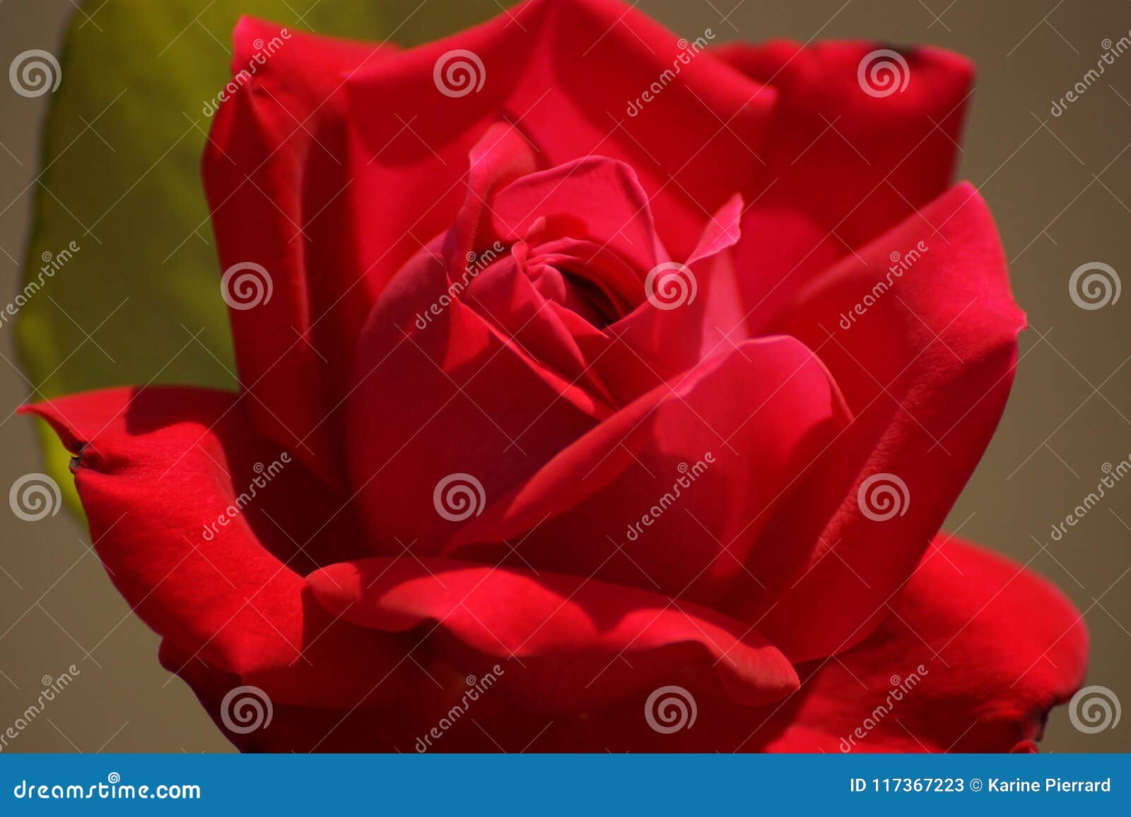 Rosa Grande Del Color Rojo - Primer Imagen de archivo - Imagen de ...
