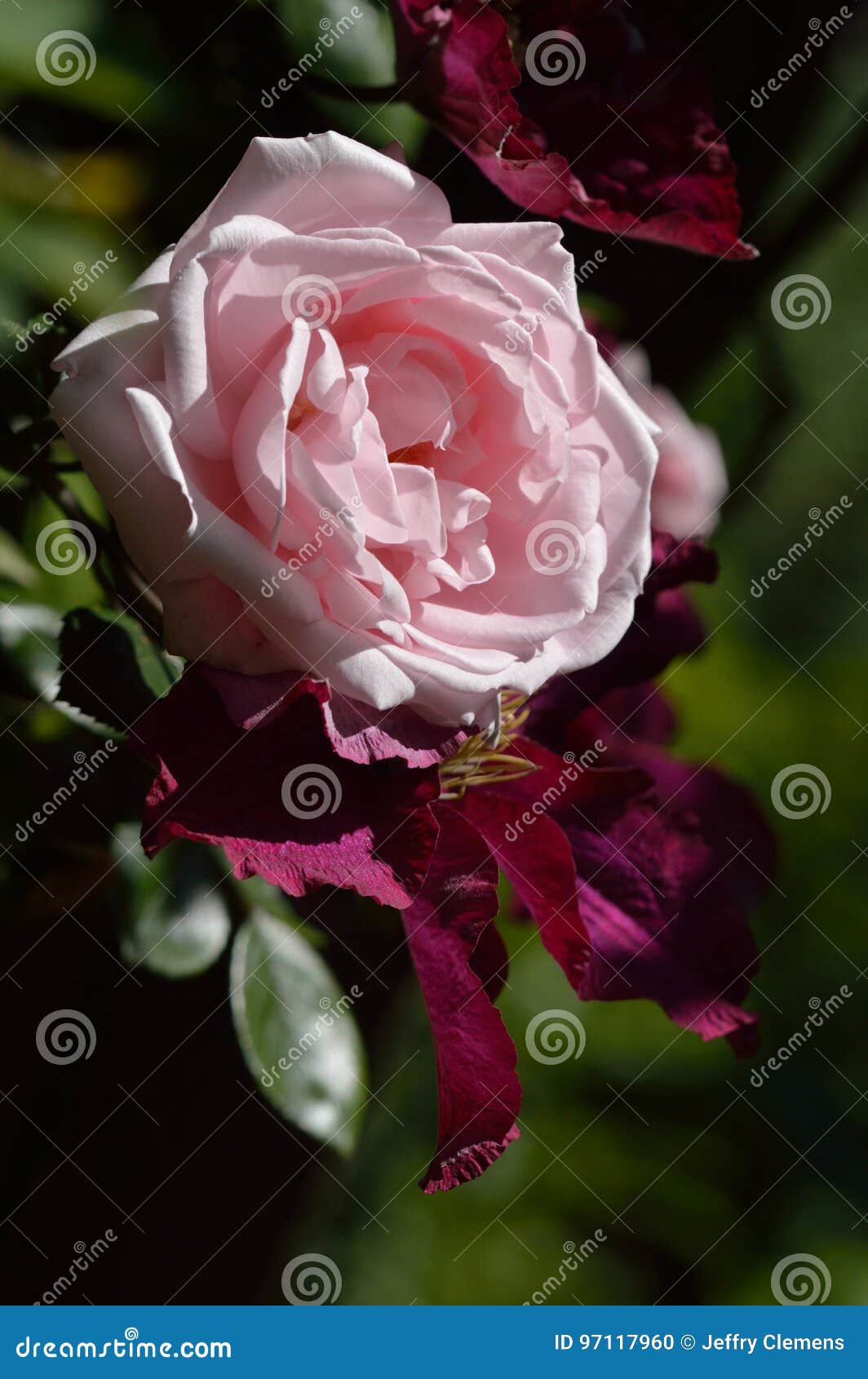 Rosa Grande Hermosa Del Rosa Foto de archivo - Imagen de romanos, flora ...