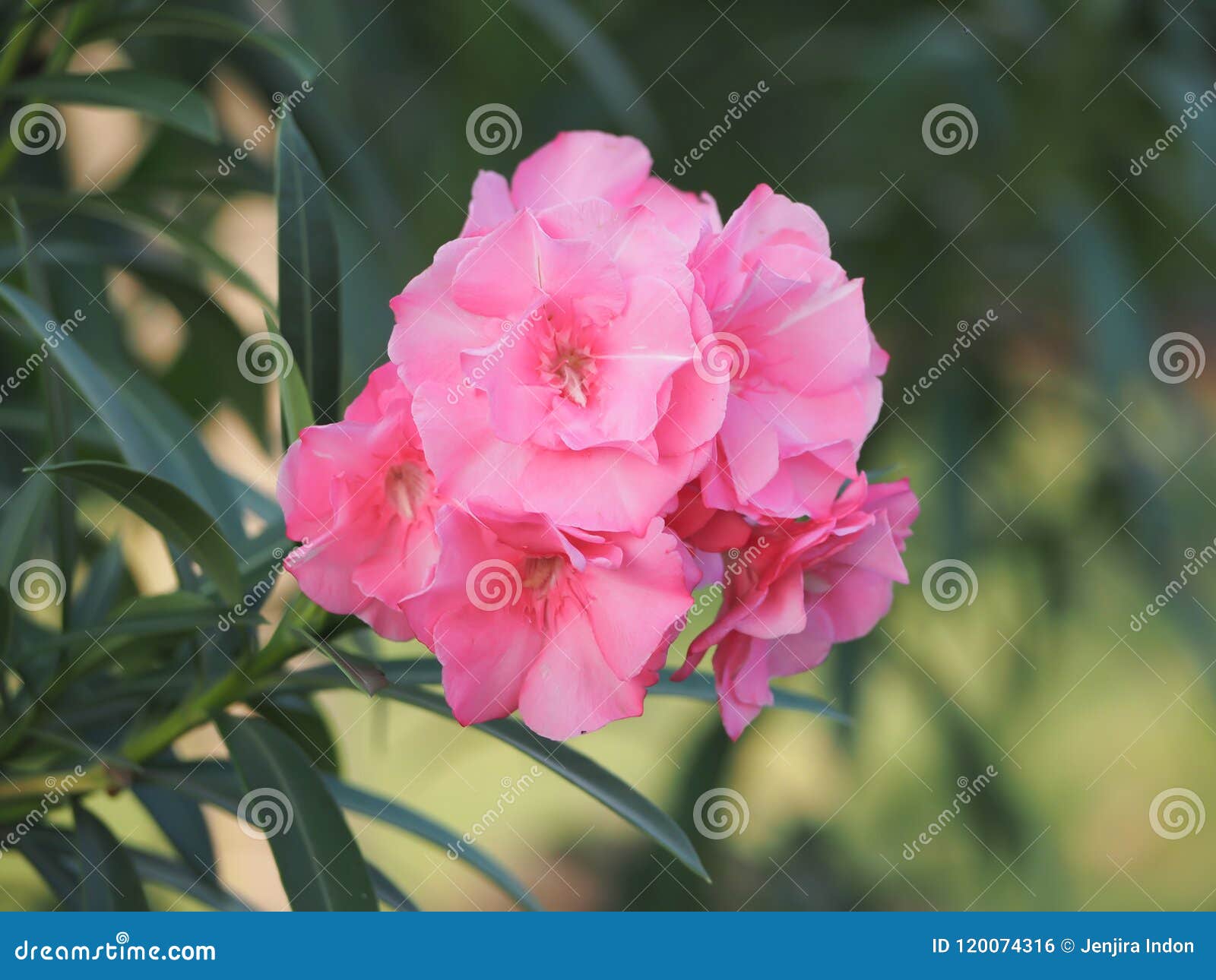 Rosa Hermoso De La Flor Del Adelfa Foto de archivo - Imagen de fondo ...