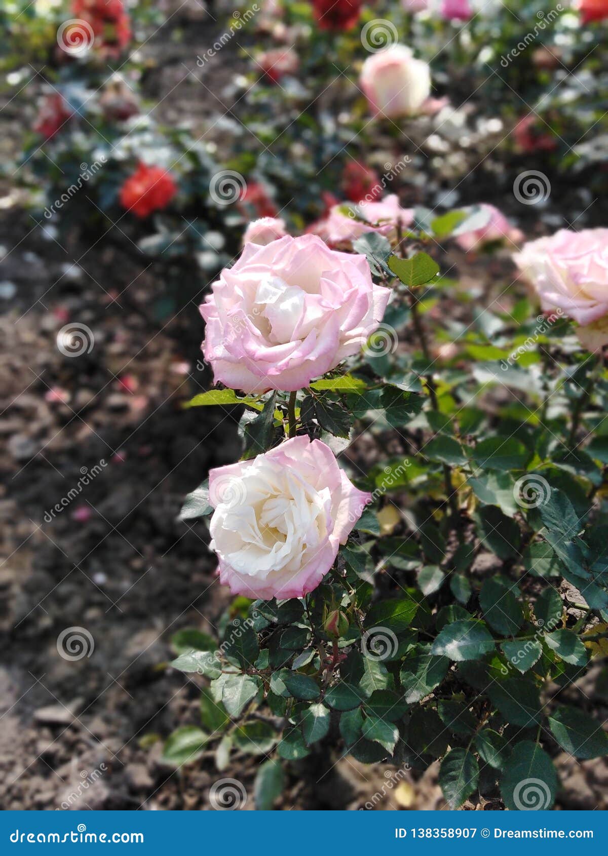 Rosa Indica An Indian Variety Rose Royalty-Free Stock Photography ...