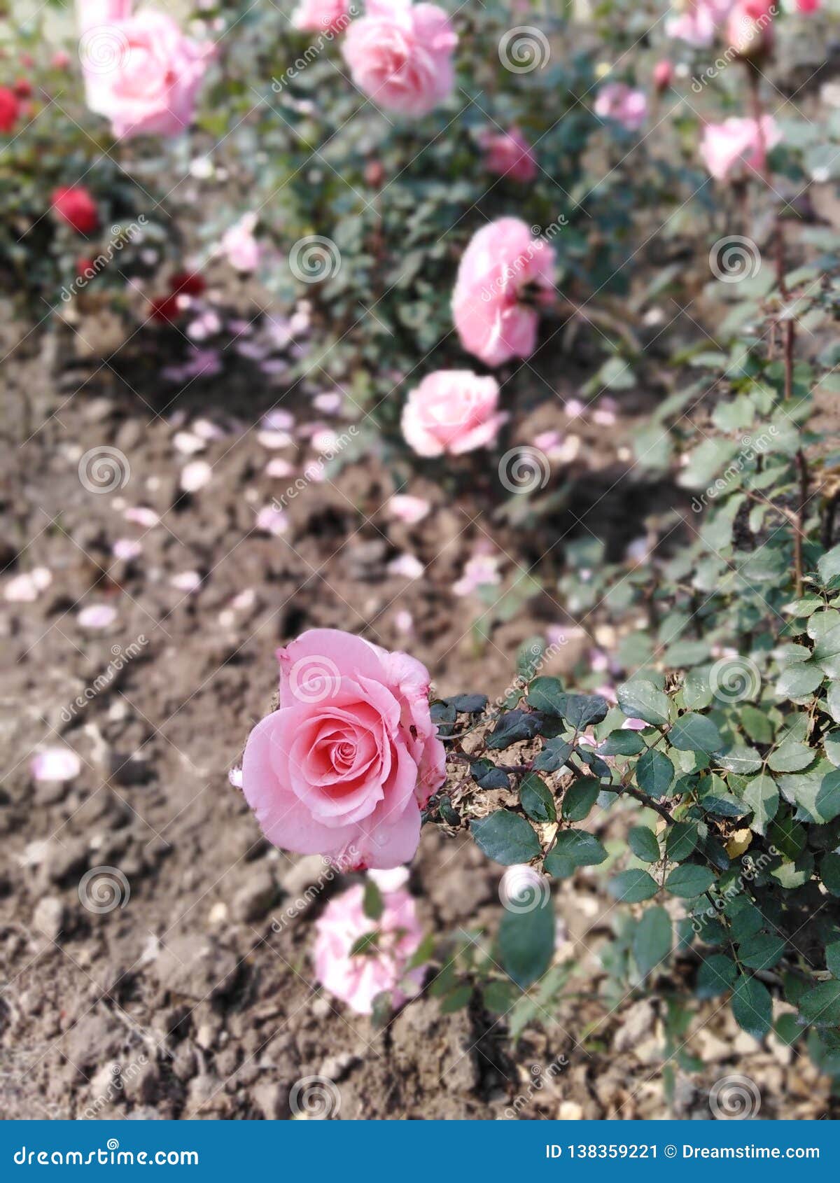 Rosa Indica An Indian Variety Rose Royalty-Free Stock Photography ...