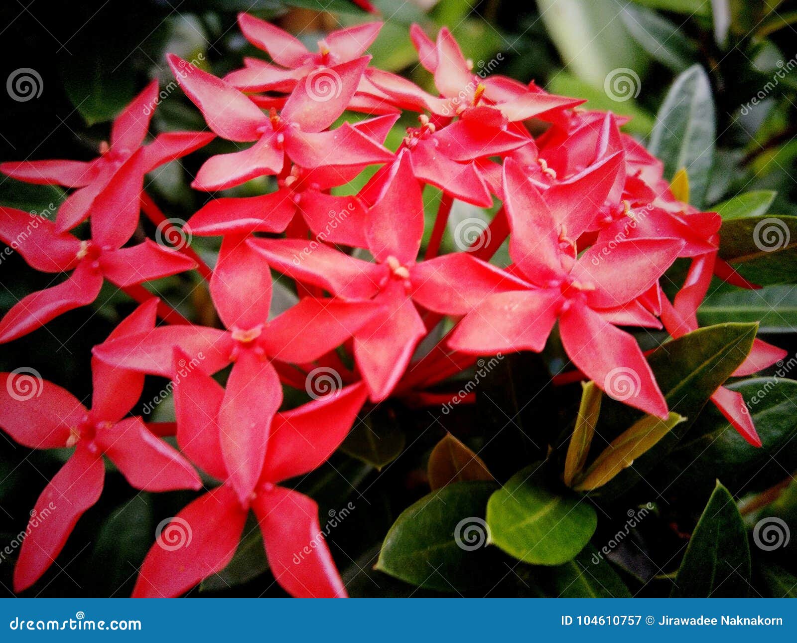 Rosa ixora stockbild. Bild von tropisch, blumen, garten - 104610757