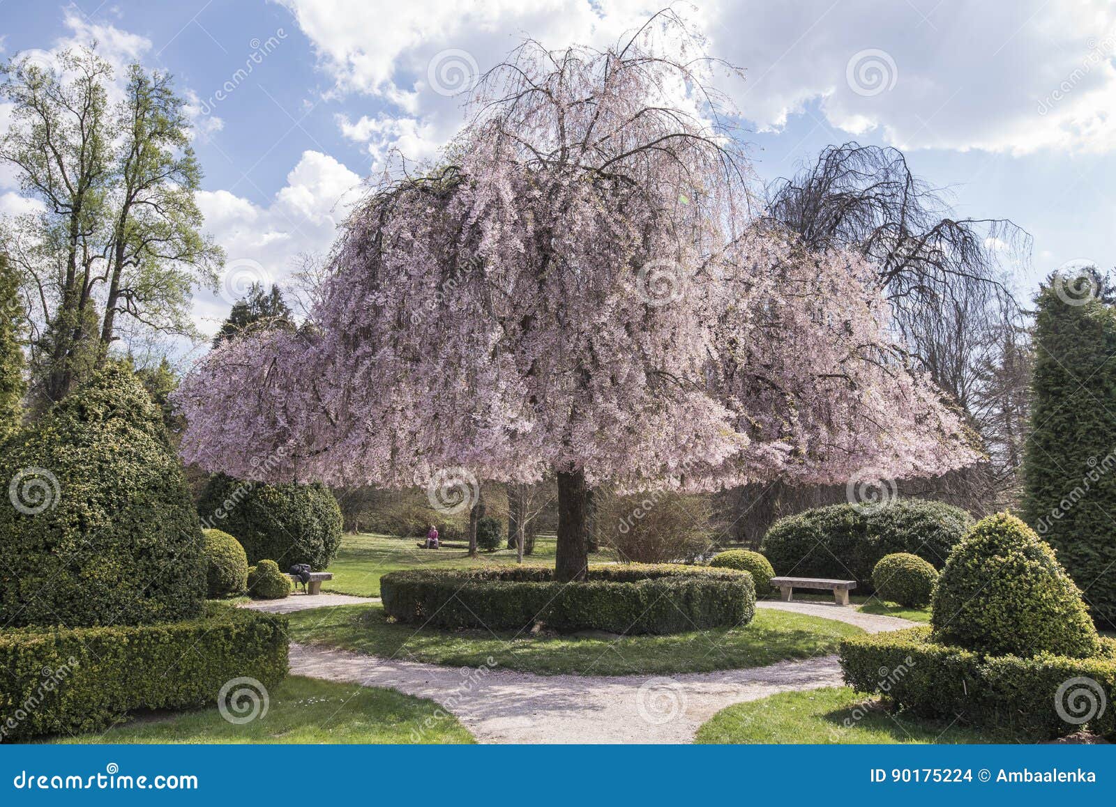 Rosa Japanischer Kirschbaum Im Park Stockfoto - Bild von blüten ...