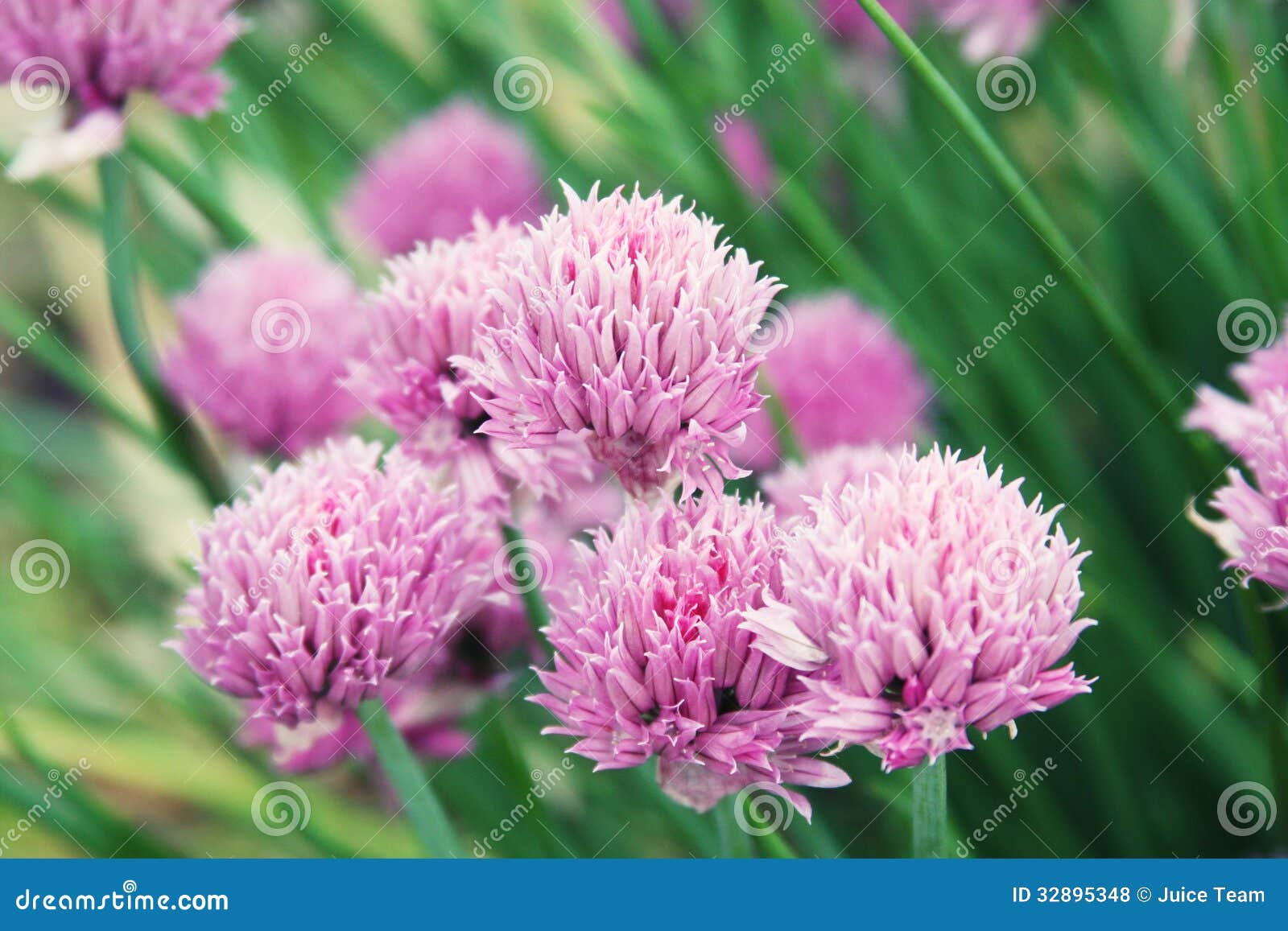 Rosa Klee auf dem Gebiet stockfoto. Bild von rasen, sommer - 32895348