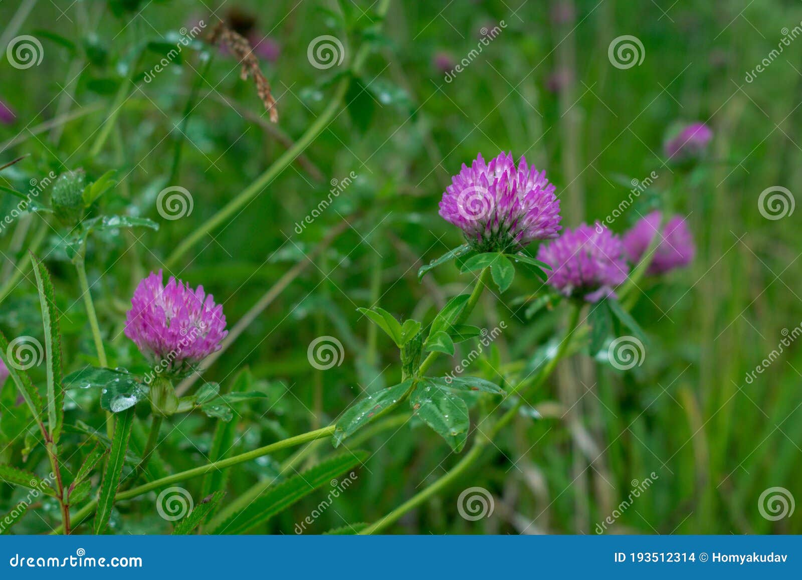 Rosa Klee im Gras stockfoto. Bild von zwiebel, purpurrot - 193512314