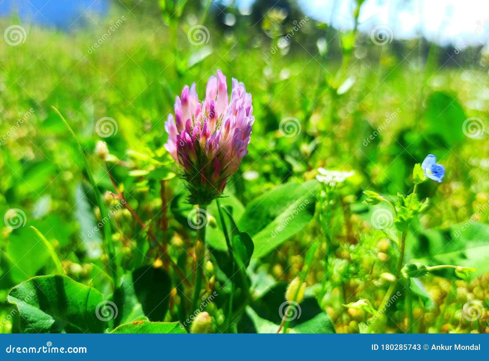 Rosa Klee im Wilden stockbild. Bild von kraut, pflanzen - 180285743