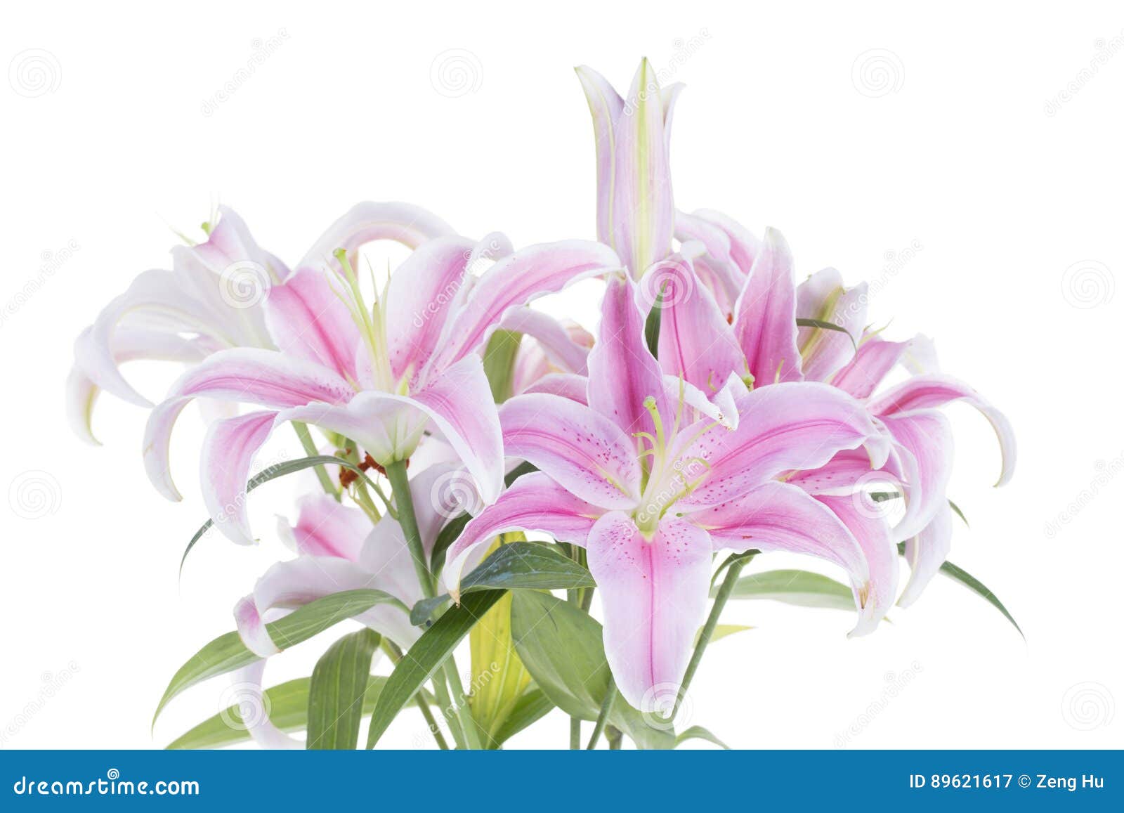 Rosa lilja fotografering för bildbyråer. Bild av garnering - 89621617