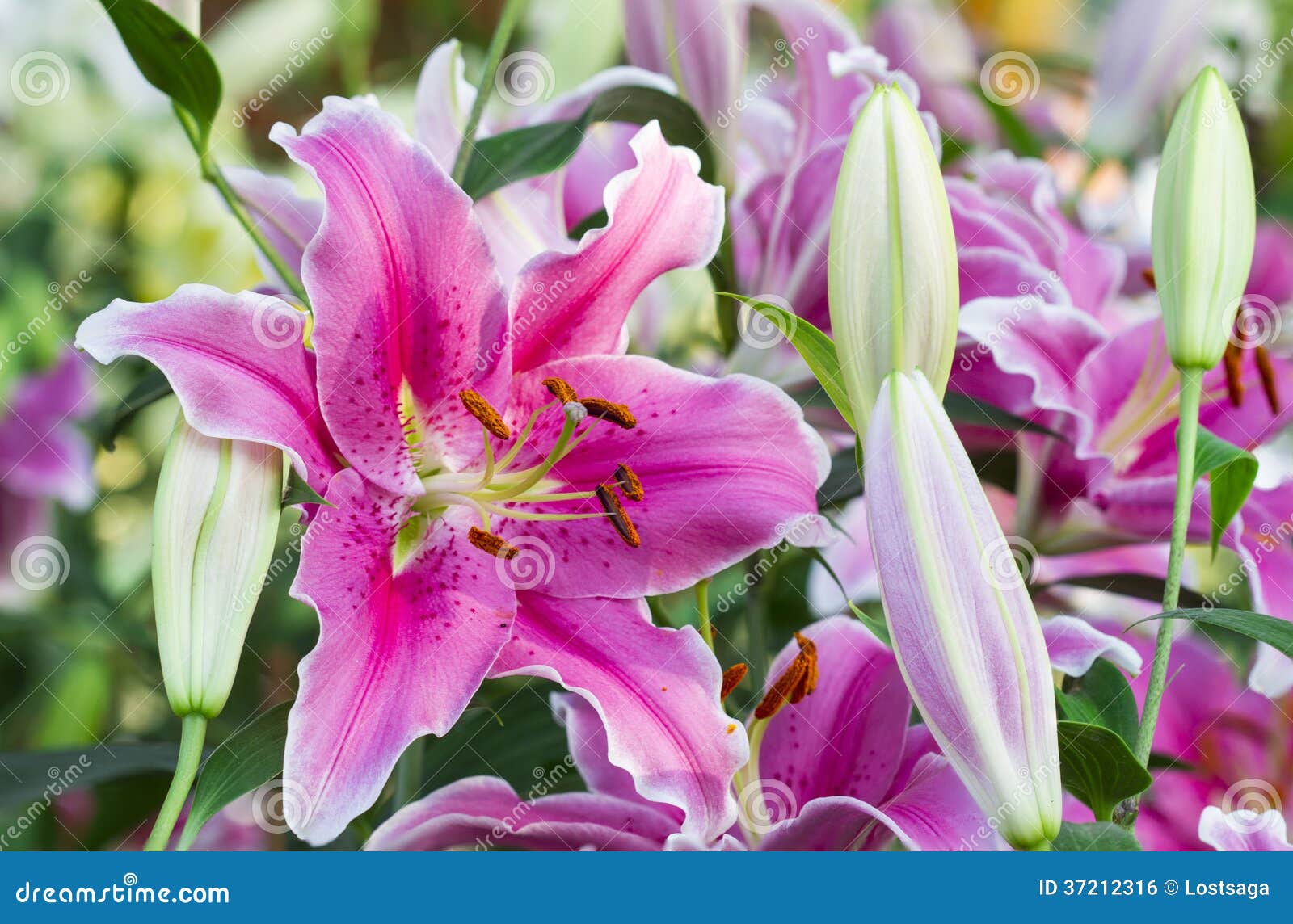 Rosa lilly foto de archivo. Imagen de primer, detalle - 37212316