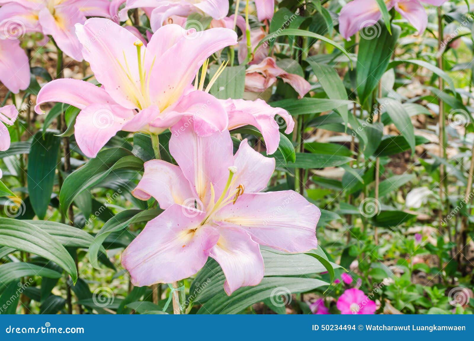 Rosa lilly stockfoto. Bild von blatt, lilly, elegant - 50234494