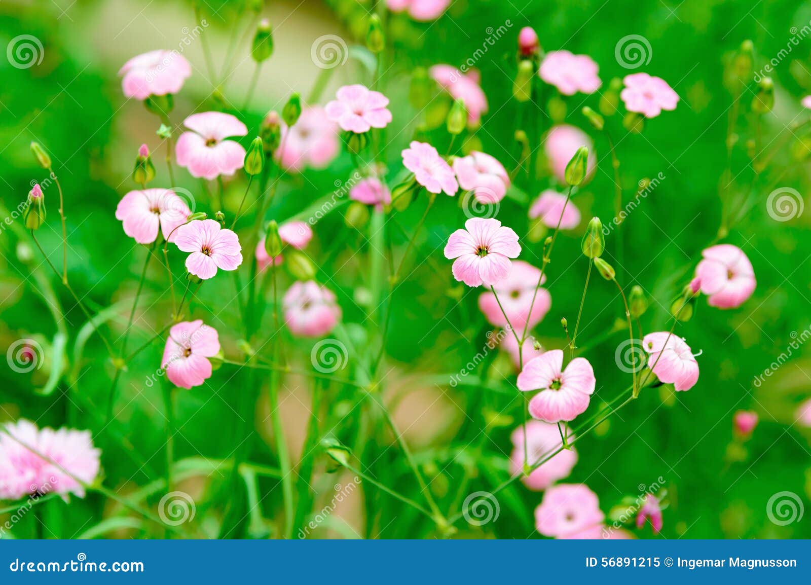 Rosa lin fotografering för bildbyråer. Bild av stamma - 56891215