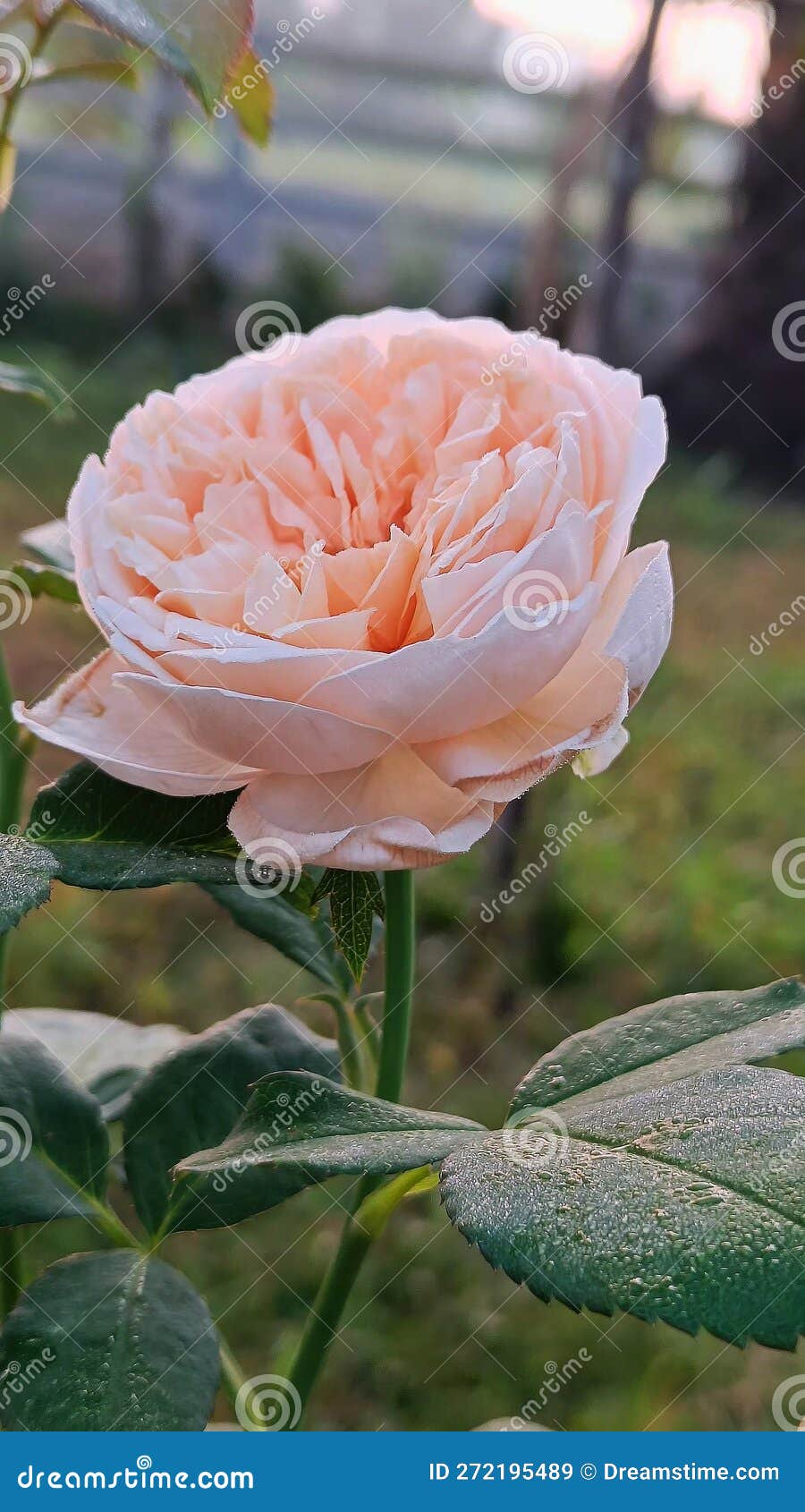 Rosa Rosa Rosa Lindas Cores E Adoro Lindas Cores, Adoro Lindas Cores E ...