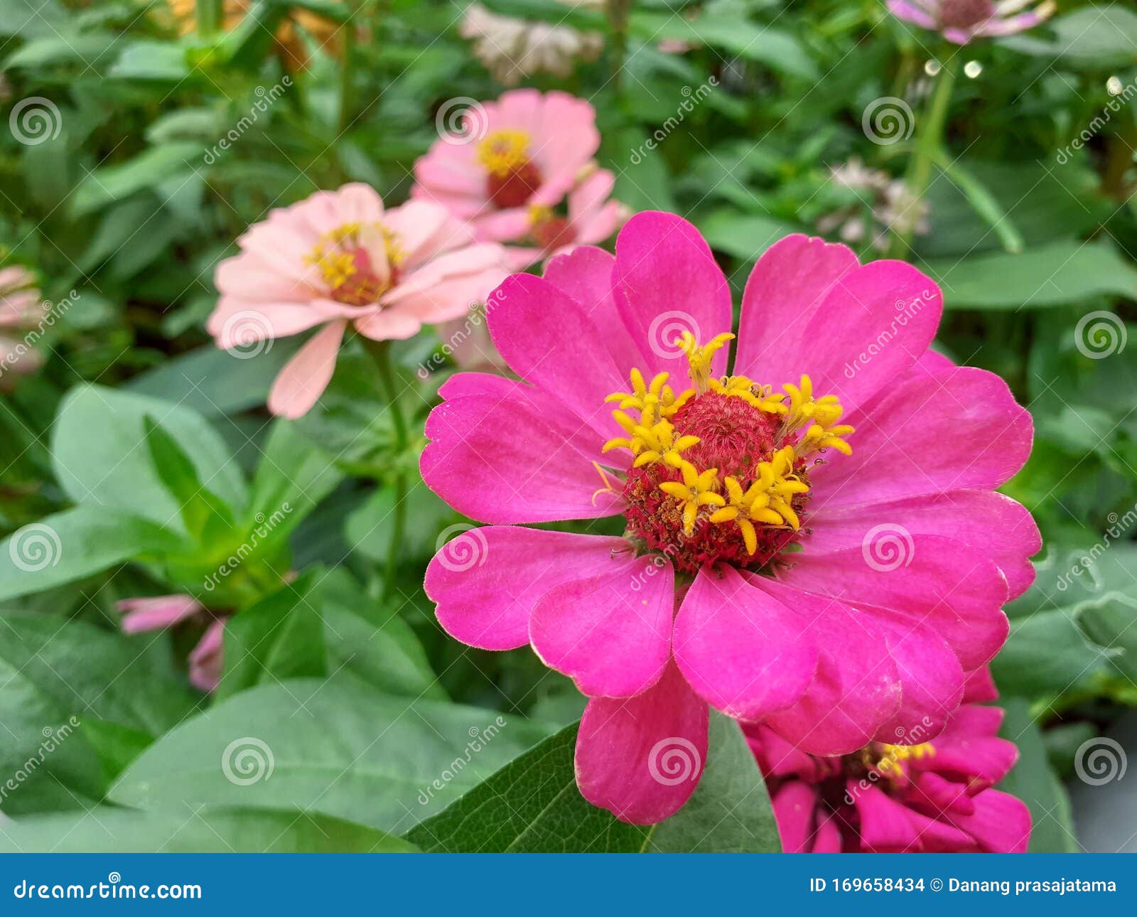 Rosa Magenta-Blumen am Morgen Stockfoto - Bild von frisch, blüte: 169658434