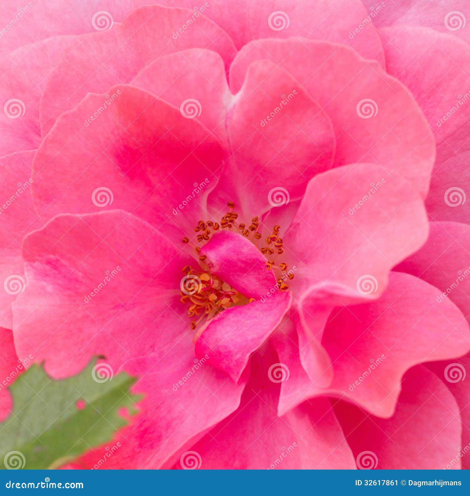 Rosa Magic Pink stock image. Image of flower, green - 32617861