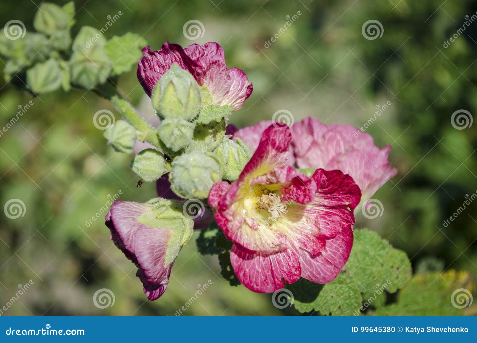 Rosa malva i blom arkivfoto. Bild av detalj, äng, dagg - 99645380