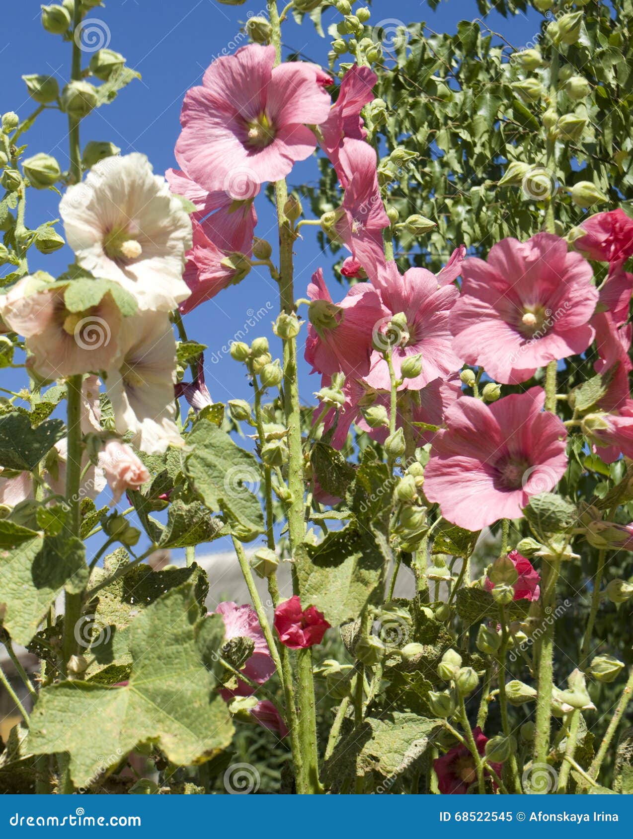 Rosa Malven stockbild. Bild von pflanzen, garten, blumenbeet - 68522545