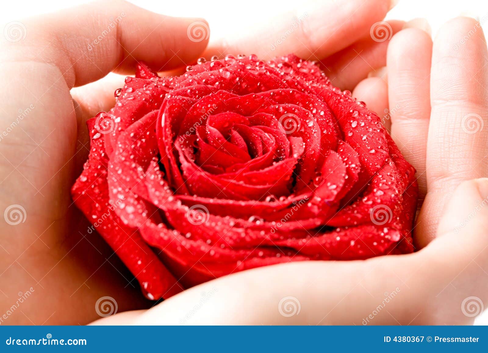 Rosa in mani immagine stock. Immagine di cura, salute - 4380367