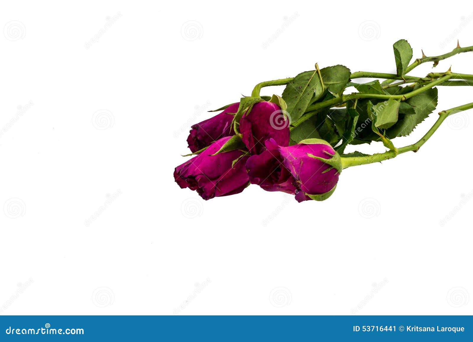 Rosa Marchitada Aislada Sobre El Fondo Blanco Imagen de archivo ...