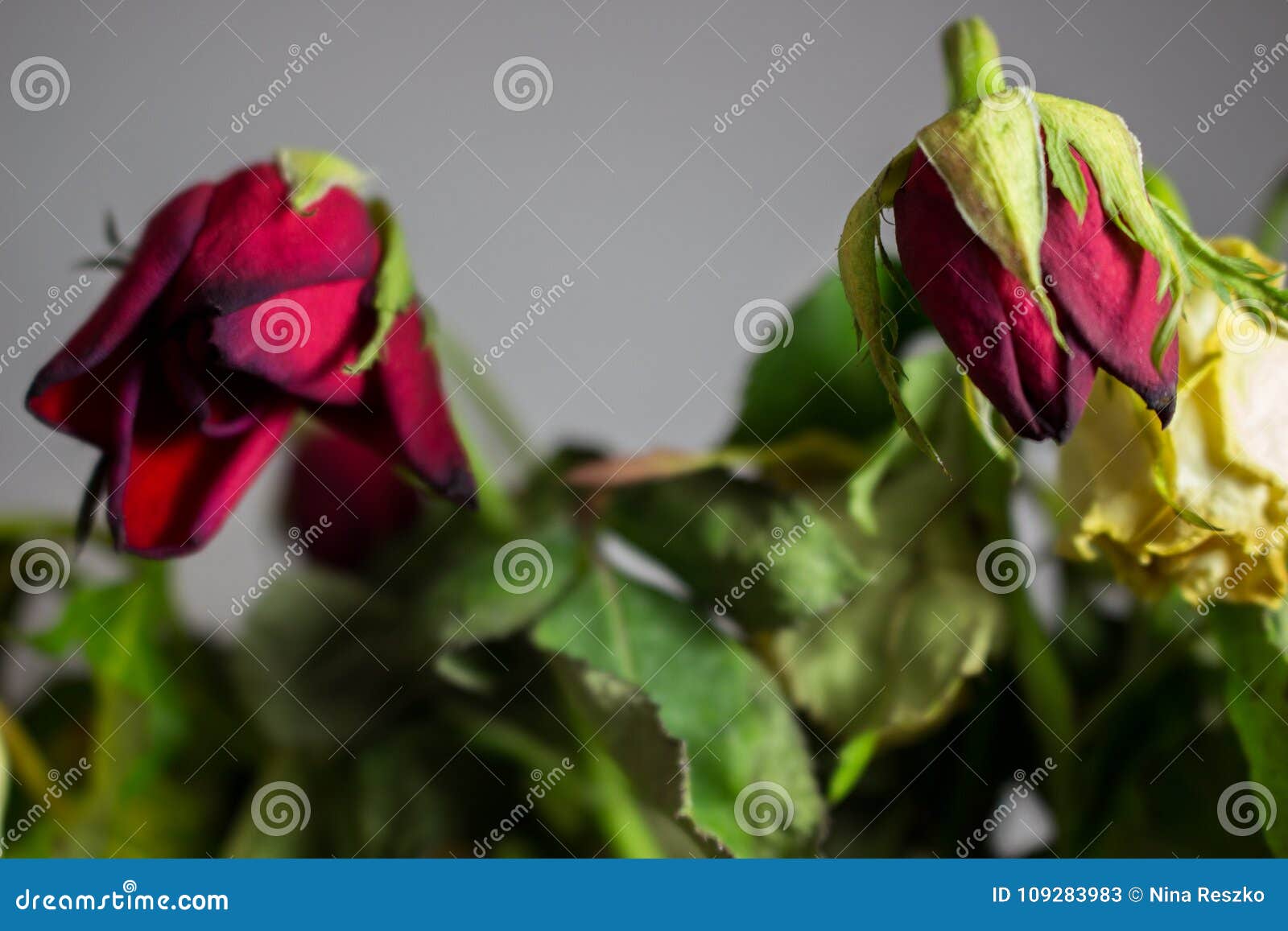 Rosa Marchitada Del Rojo Y Del Blanco En a Imagen de archivo - Imagen ...