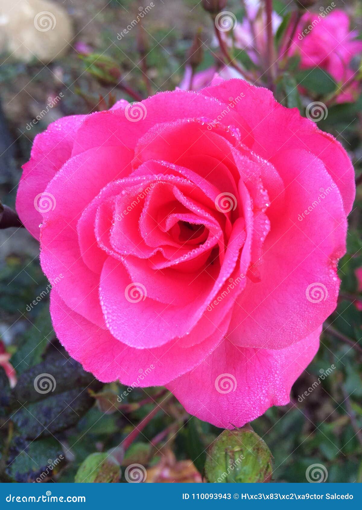 Rosa mexicano stock image. Image of flower, nature, pink - 110093943