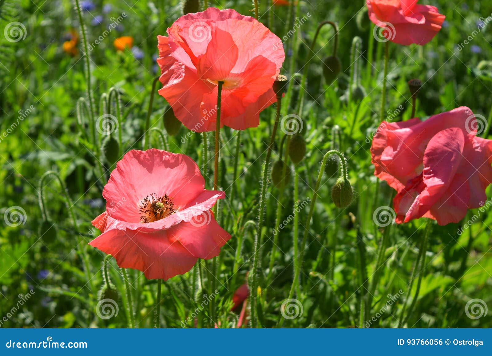 Rosa Mohnblumen Auf Dem Feld Anderer Mohnblumen Stockfoto - Bild von ...