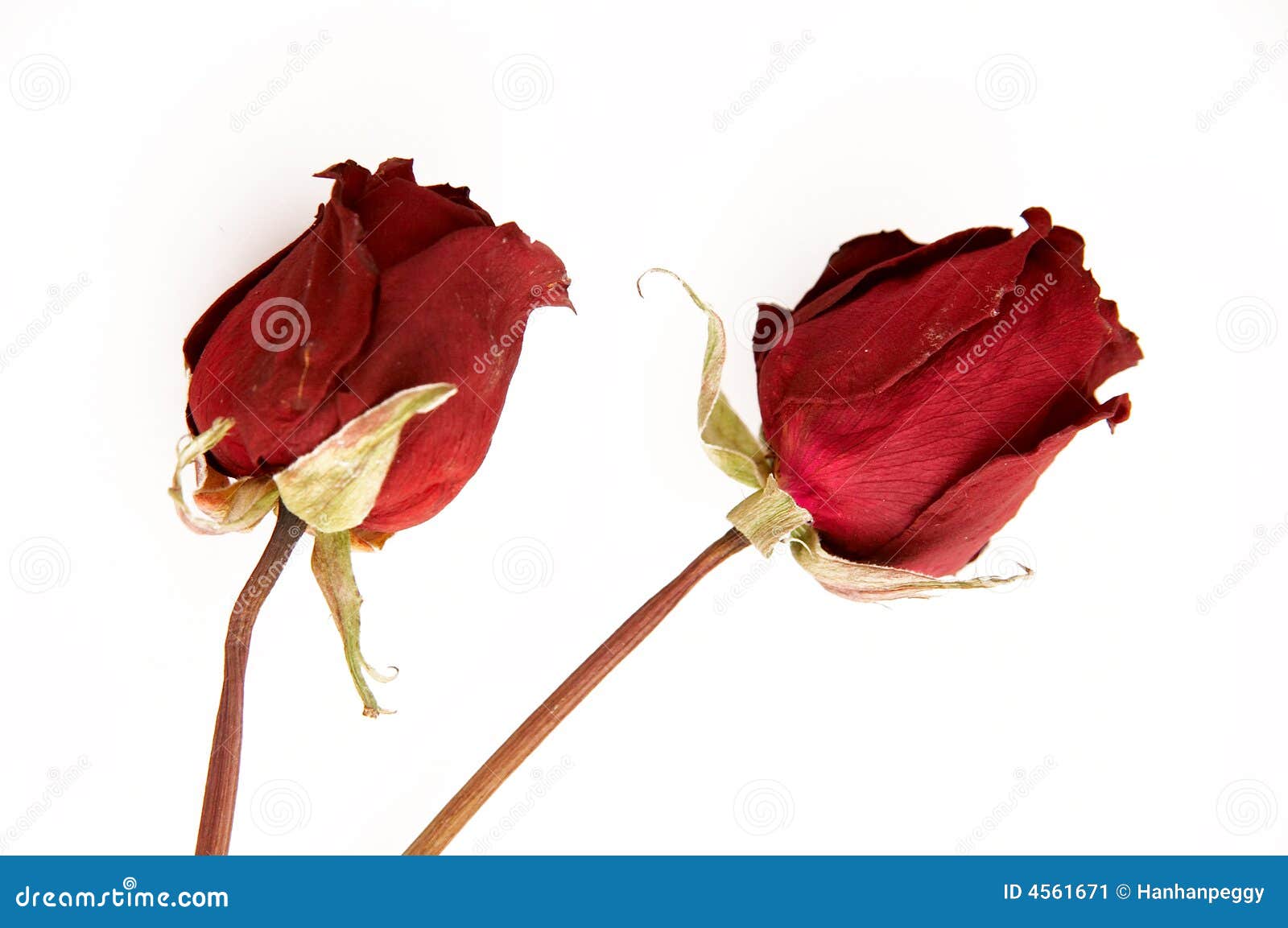 Rosa muerta aislada imagen de archivo. Imagen de coto - 4561671