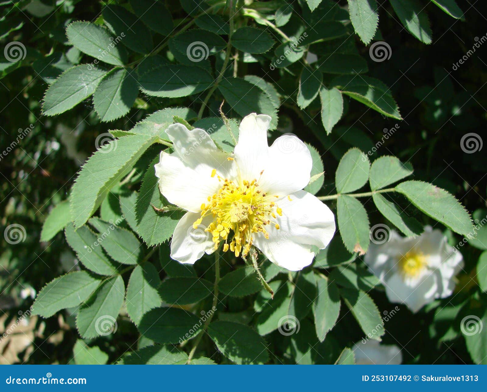 Rosa Multiflora Japanese Rose. Small Group of Wild Multiflora Roses ...