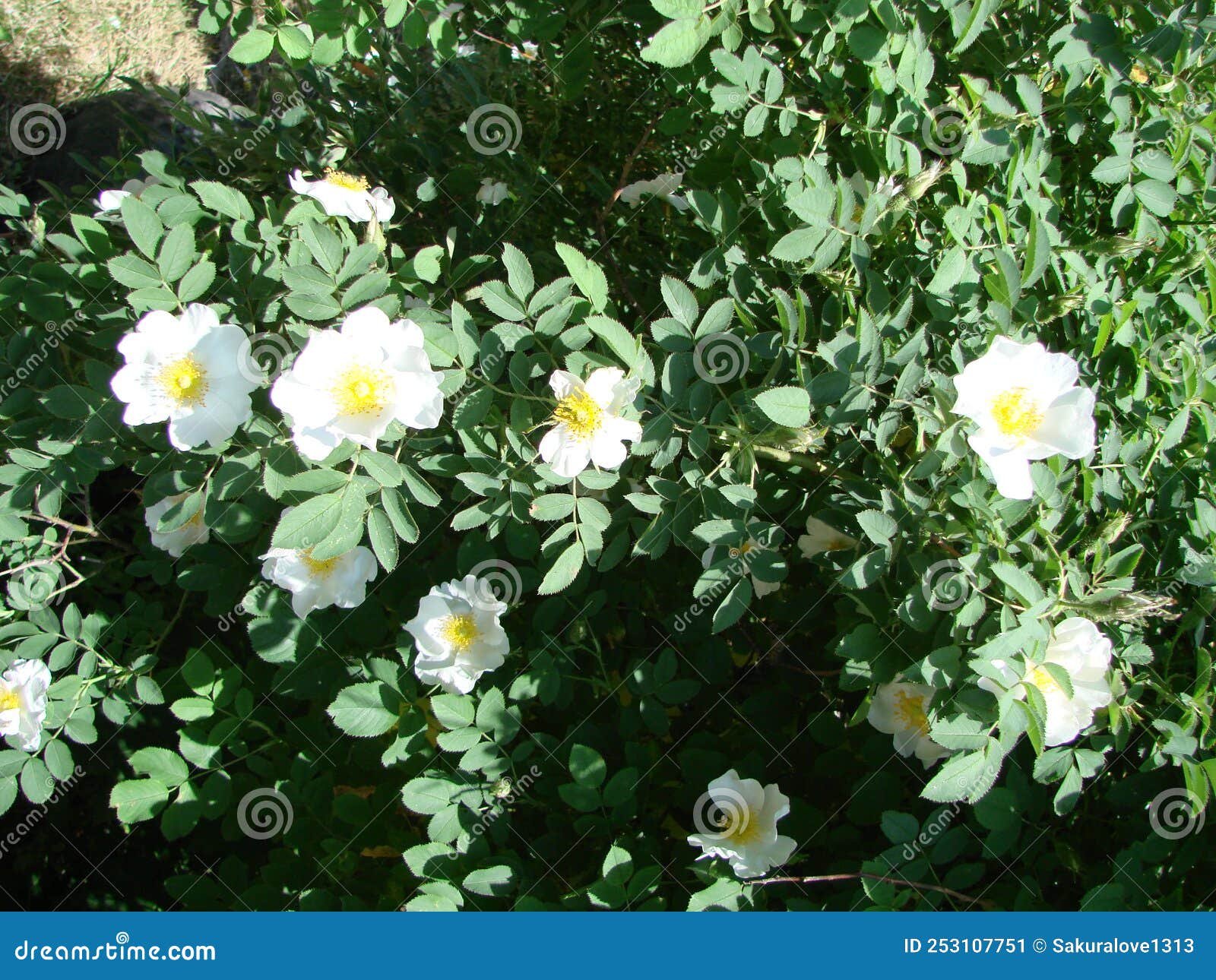 Rosa Multiflora Japanese Rose. Small Group of Wild Multiflora Roses ...