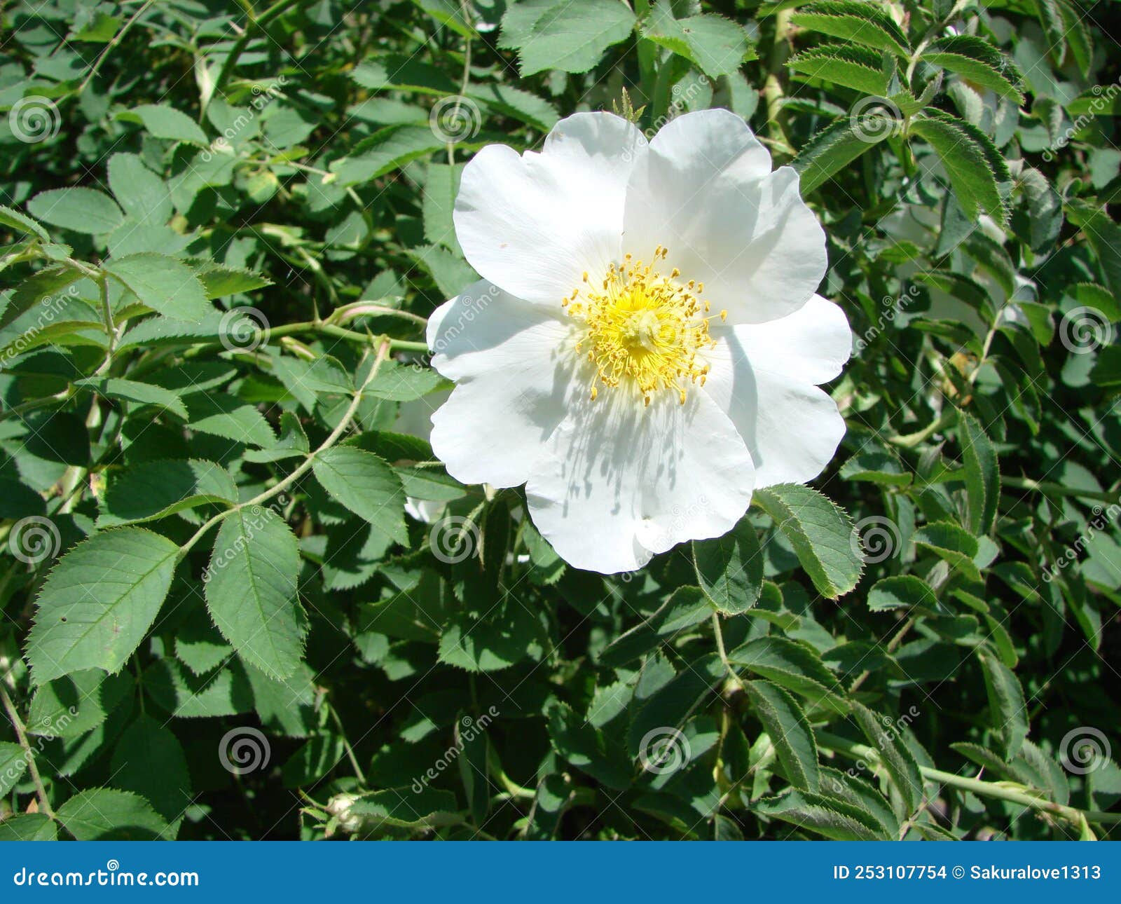 Rosa Multiflora Japanese Rose. Small Group of Wild Multiflora Roses ...
