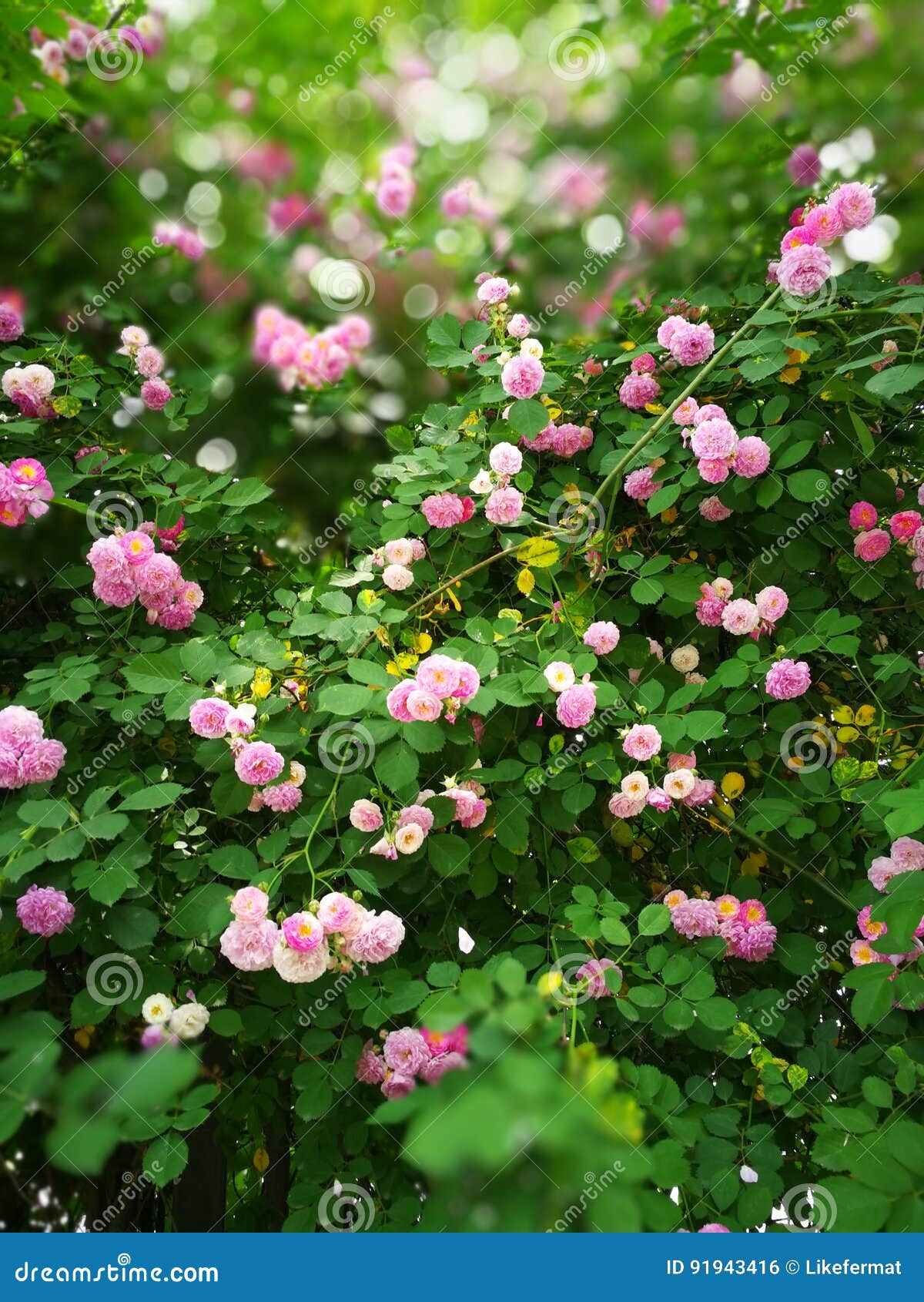 Rosa multiflora stock photo. Image of china, leaf, rose - 91943416