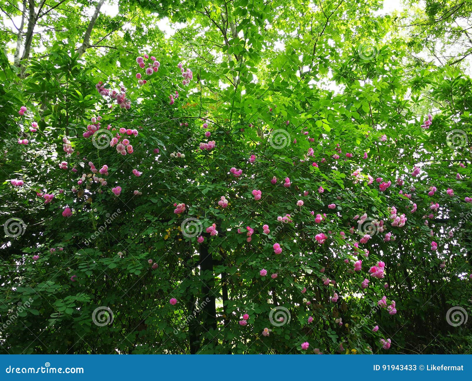 Rosa multiflora stock image. Image of tree, flower, multiflora - 91943433