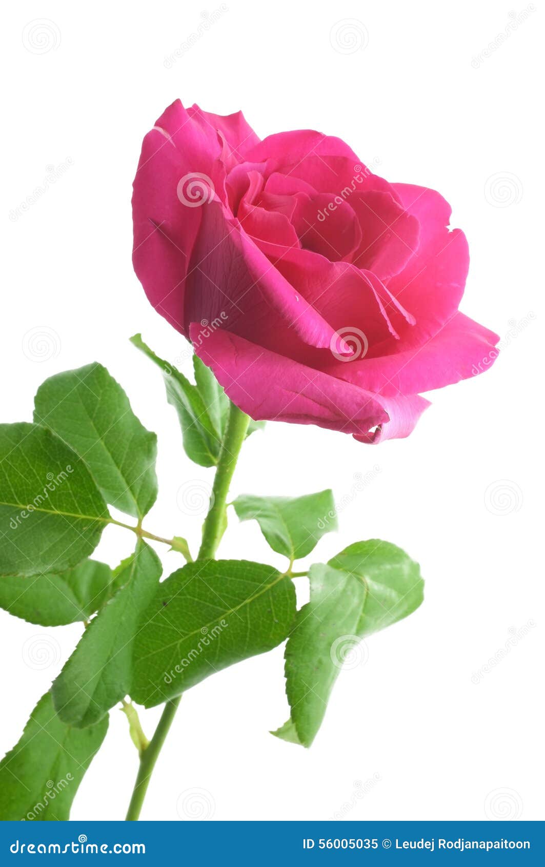 Rosa natural del rosa imagen de archivo. Imagen de verde - 56005035