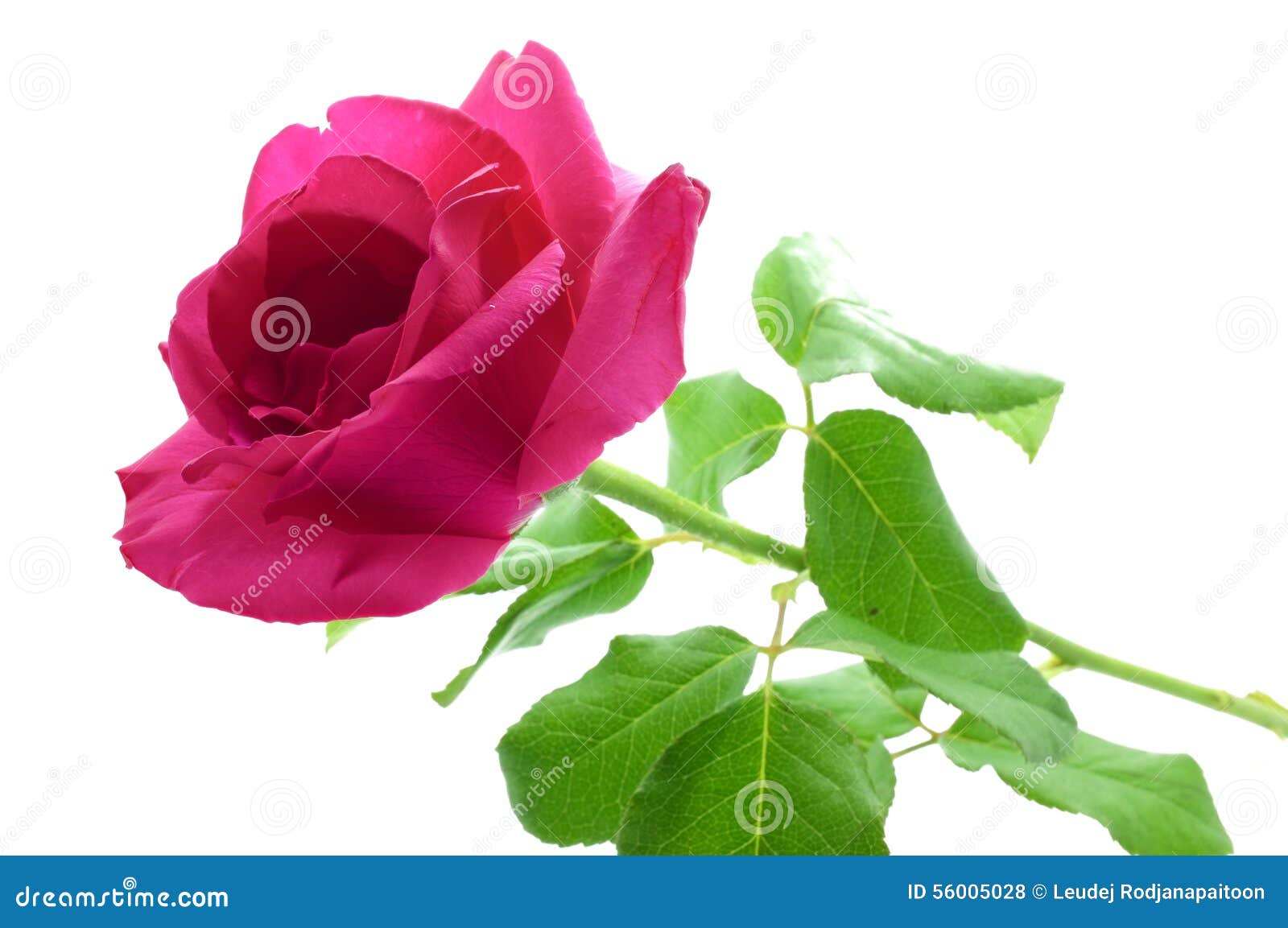 Rosa natural do rosa foto de stock. Imagem de cumprimento - 56005028