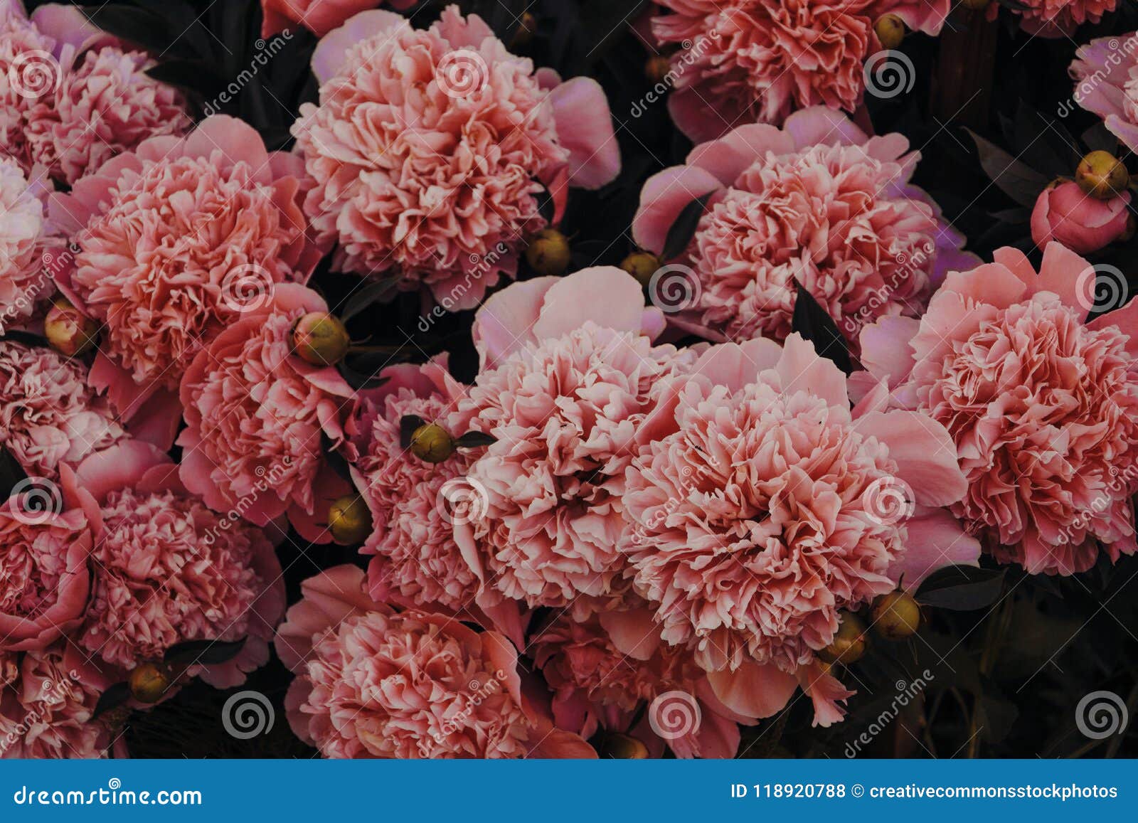 Rosa Nelken Bild. Bild: 118920788